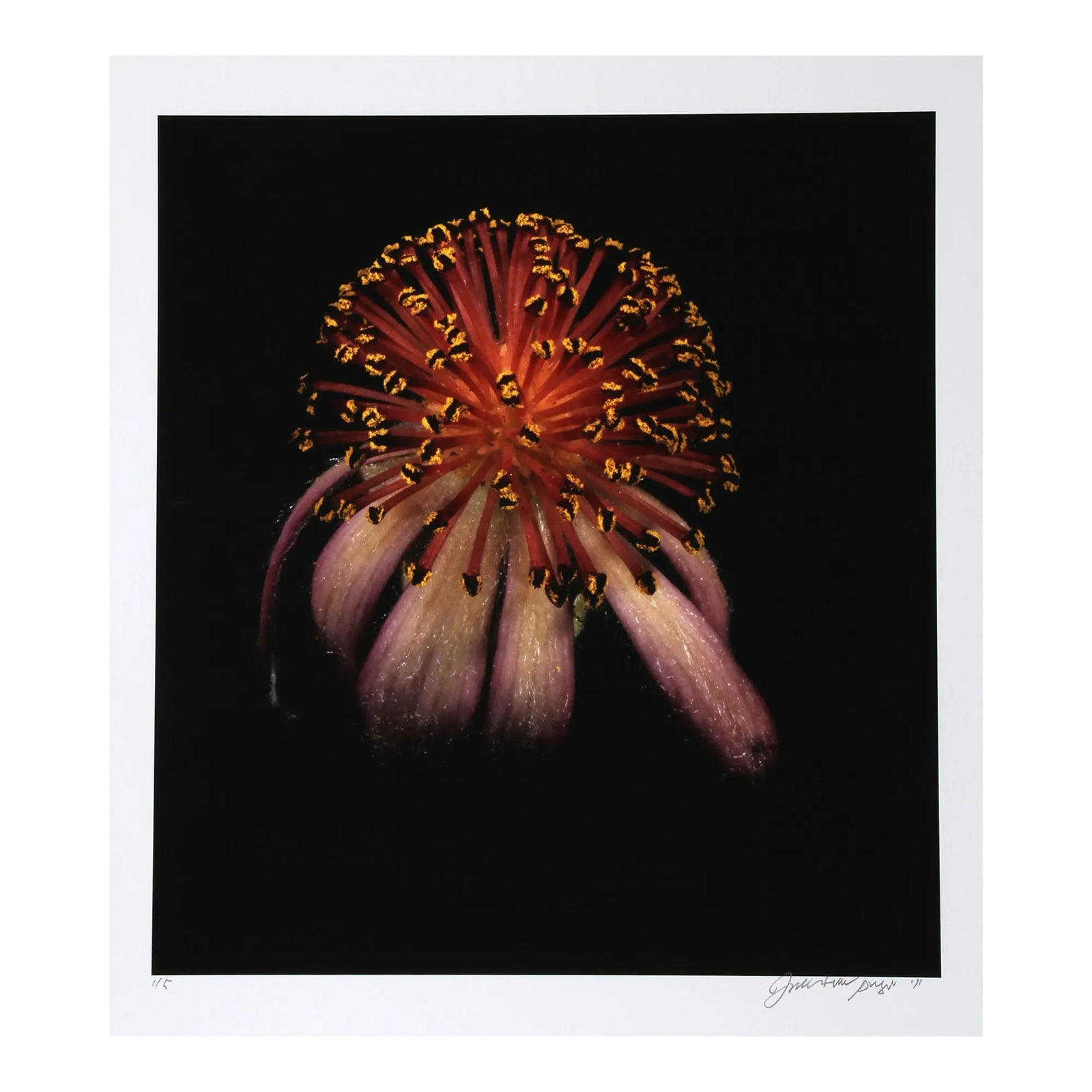 Flower, Jonathan Singer | Chairish