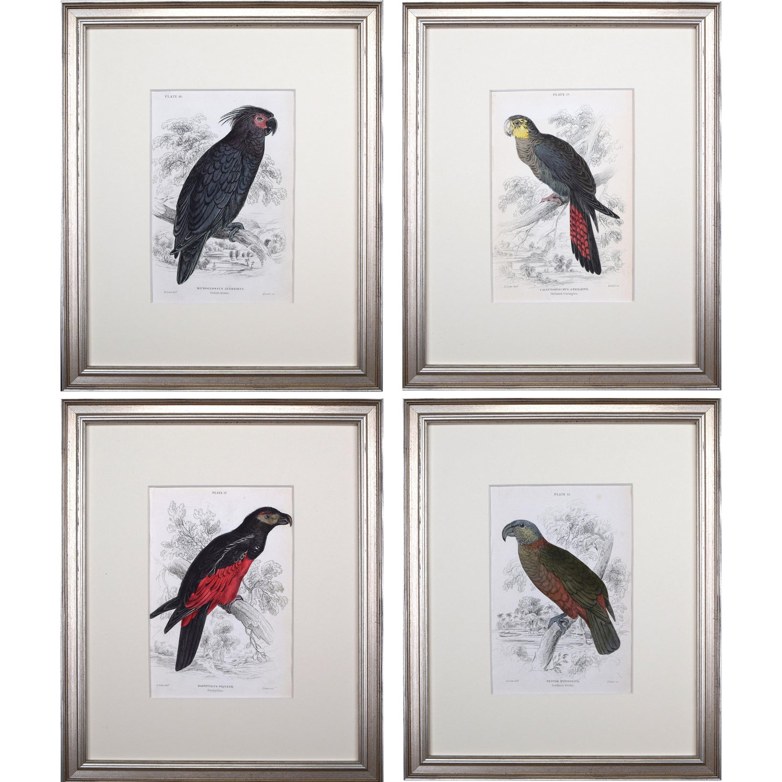 19th Century Hand Colored Parrot/Black Cockatoo Engraving Prints- Set ...