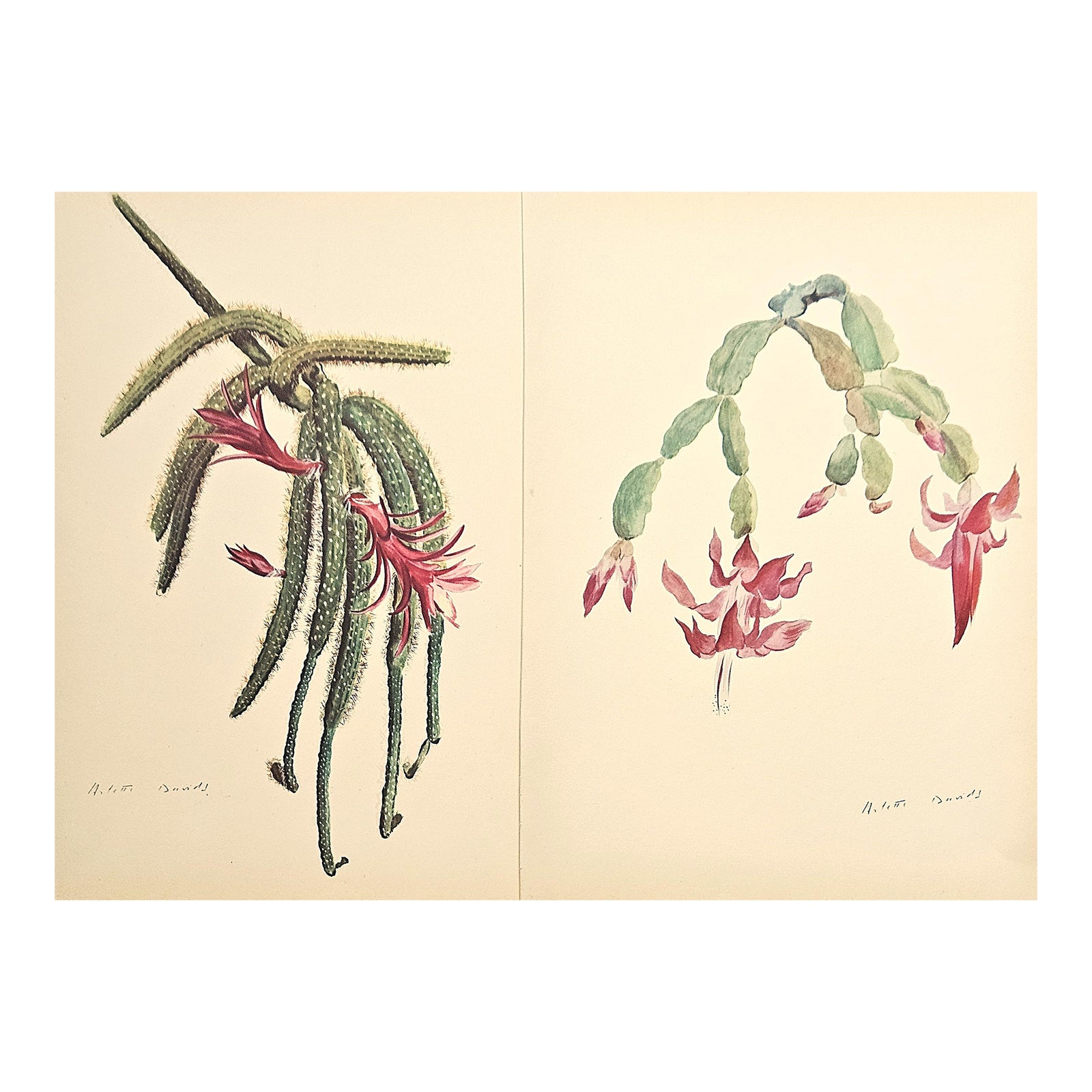 1939 Set of 2 French Cactus Botanical Lithographs, Documentation ...