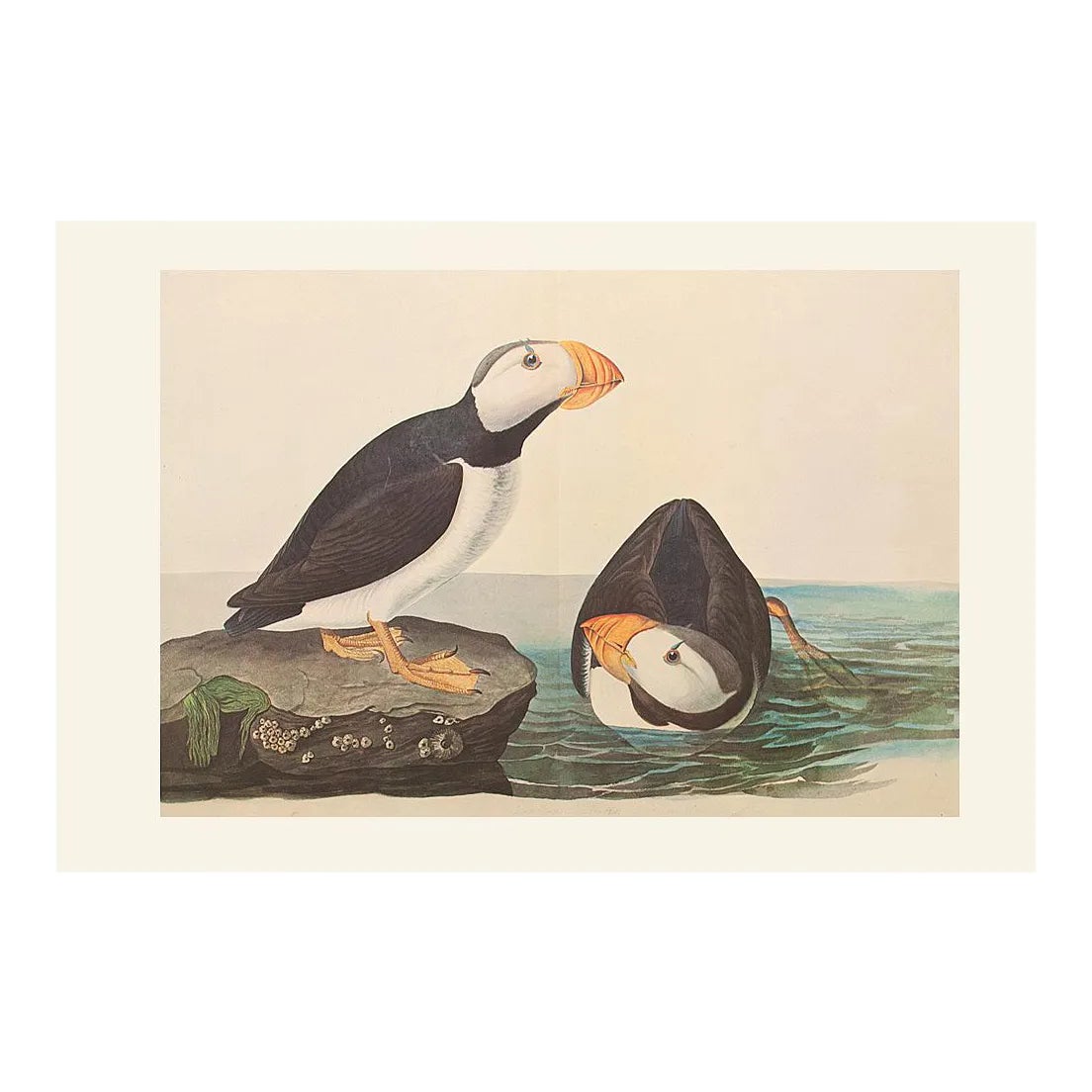 1966 Large-Billed Puffins After John James Audubon, XL Print | Chairish
