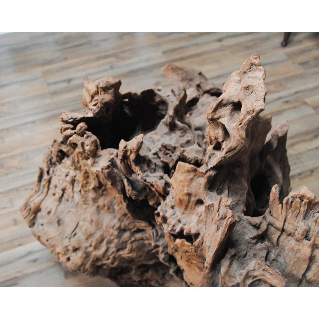 Vintage Live Edge Tree Root Sculpture | Chairish
