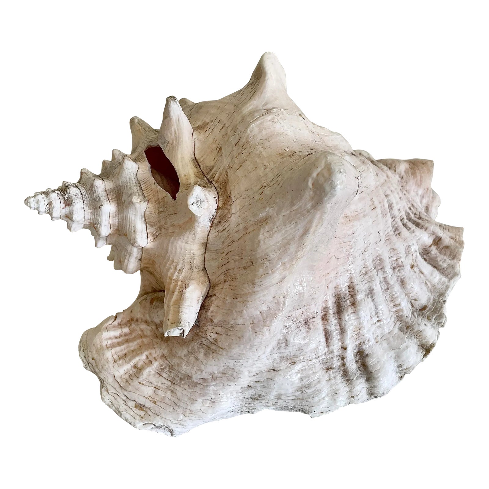 Large Vintage Conch Shell | Chairish