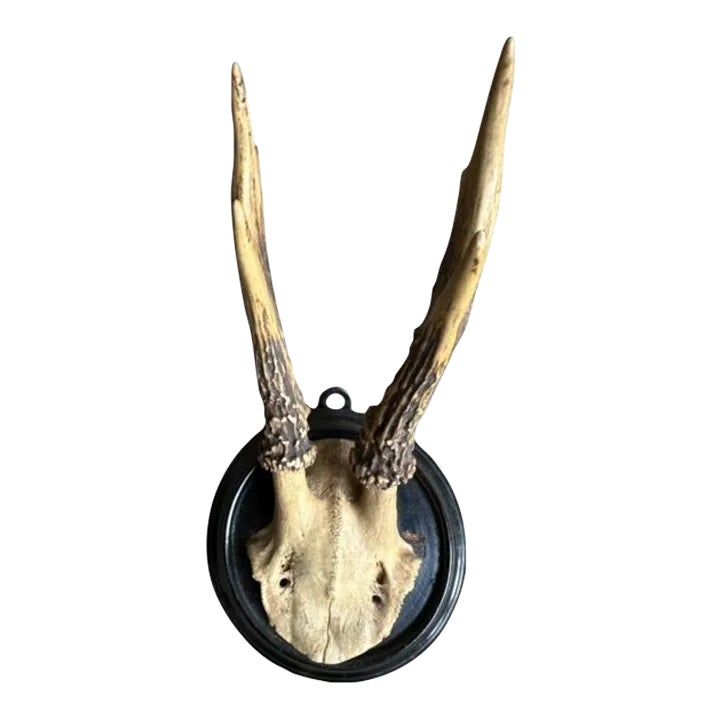1900s Roe Deer Trophy Antlers Mount Skull #756 | Chairish