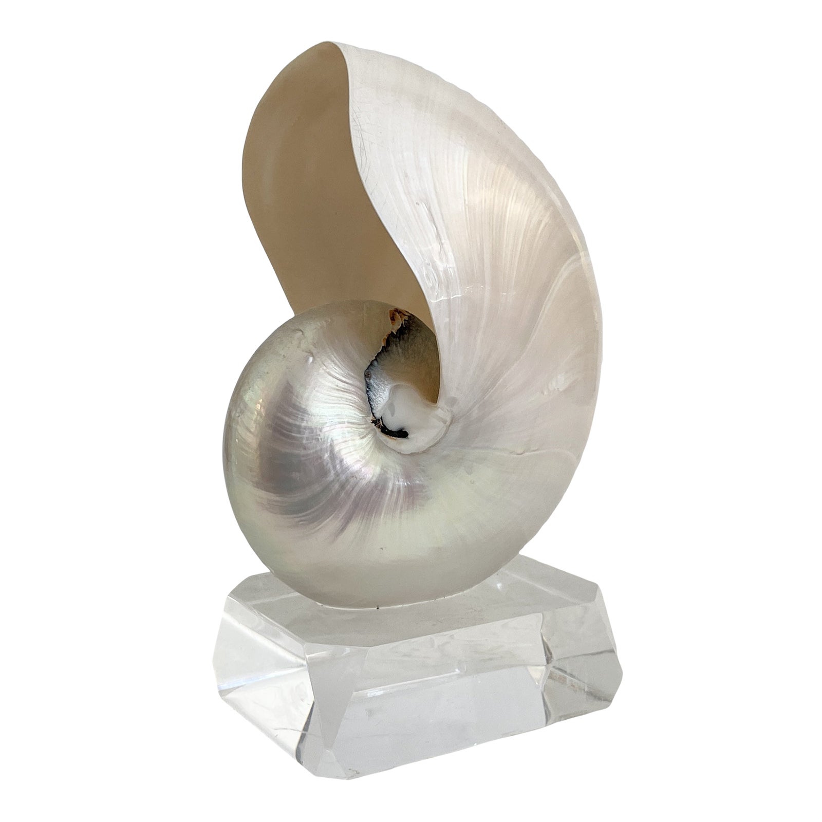 Shell on a Lucite Base | Chairish