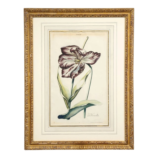 Christoph Jacob Trew "La Nouvelle" Tulip Hand-Colored Engraving 1750 ...