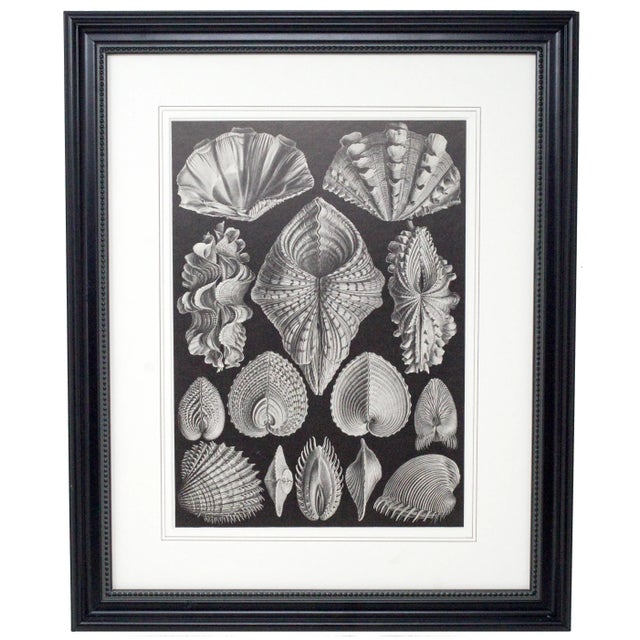 Late 20th Century Black and White Shell Prints, Framed - a Pair | Chairish