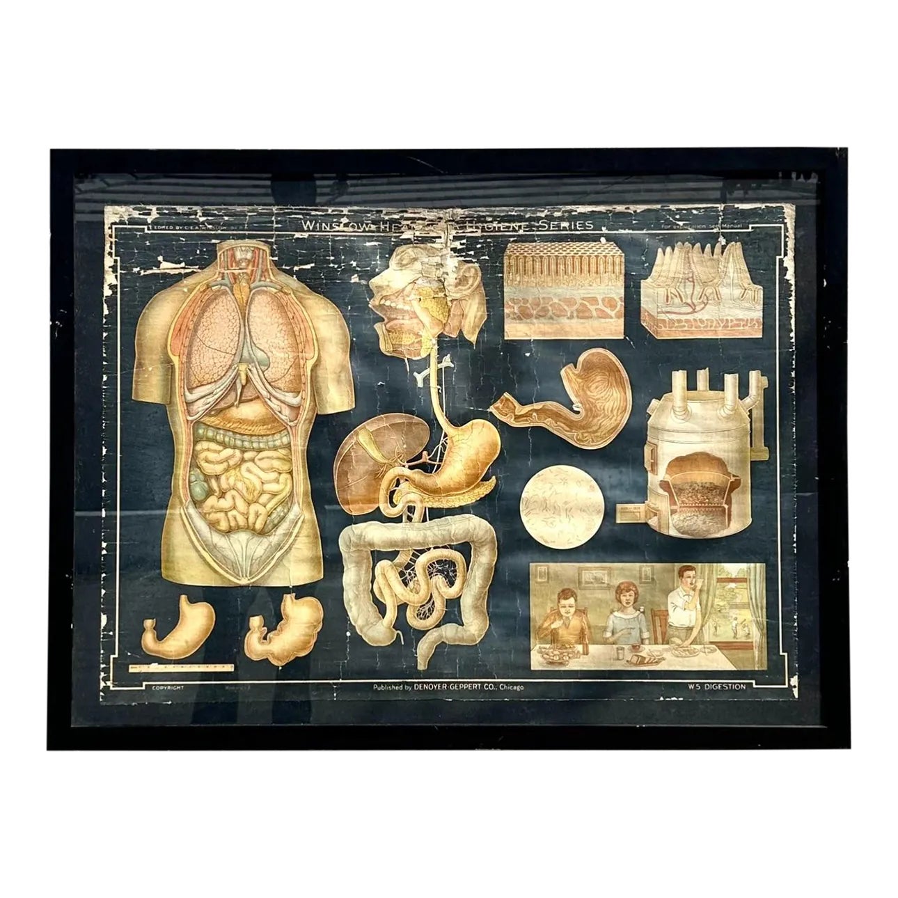 Vintage Denoyer Geppert Scientific Chart | Chairish