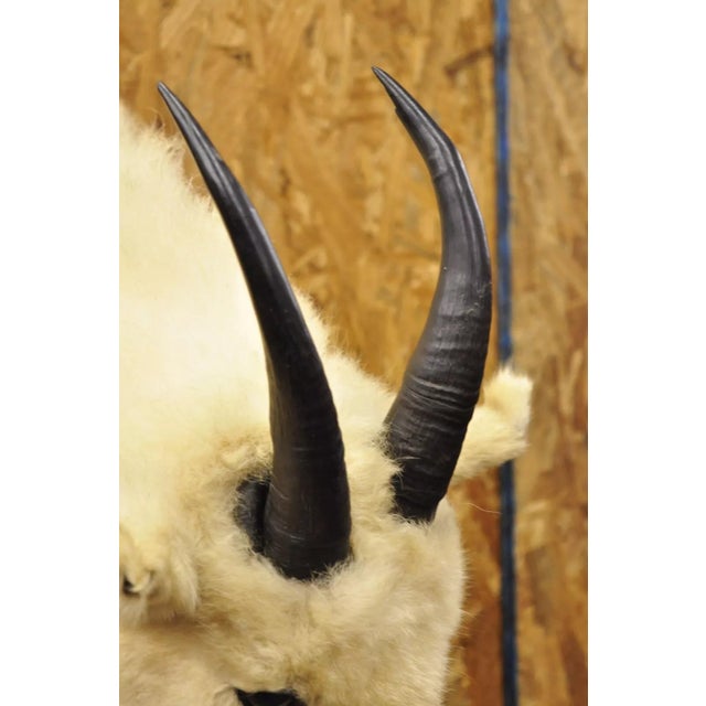 Vintage Taxidermy White Mountain Goat Head Shoulder Mount Horns | Chairish
