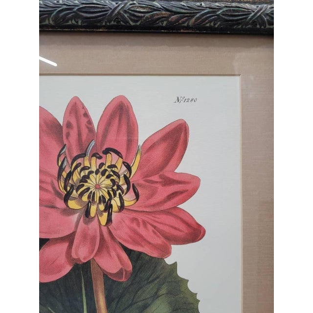 Vintage Early 1800s Botanical Water Lily Framed Print | Chairish