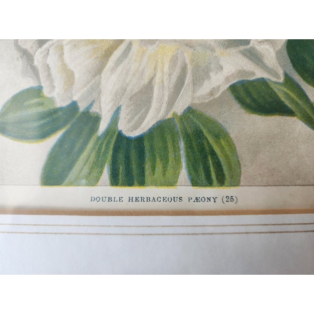 Pair of Gold Framed 1895 Antique Original Botanical Chromolithograph ...