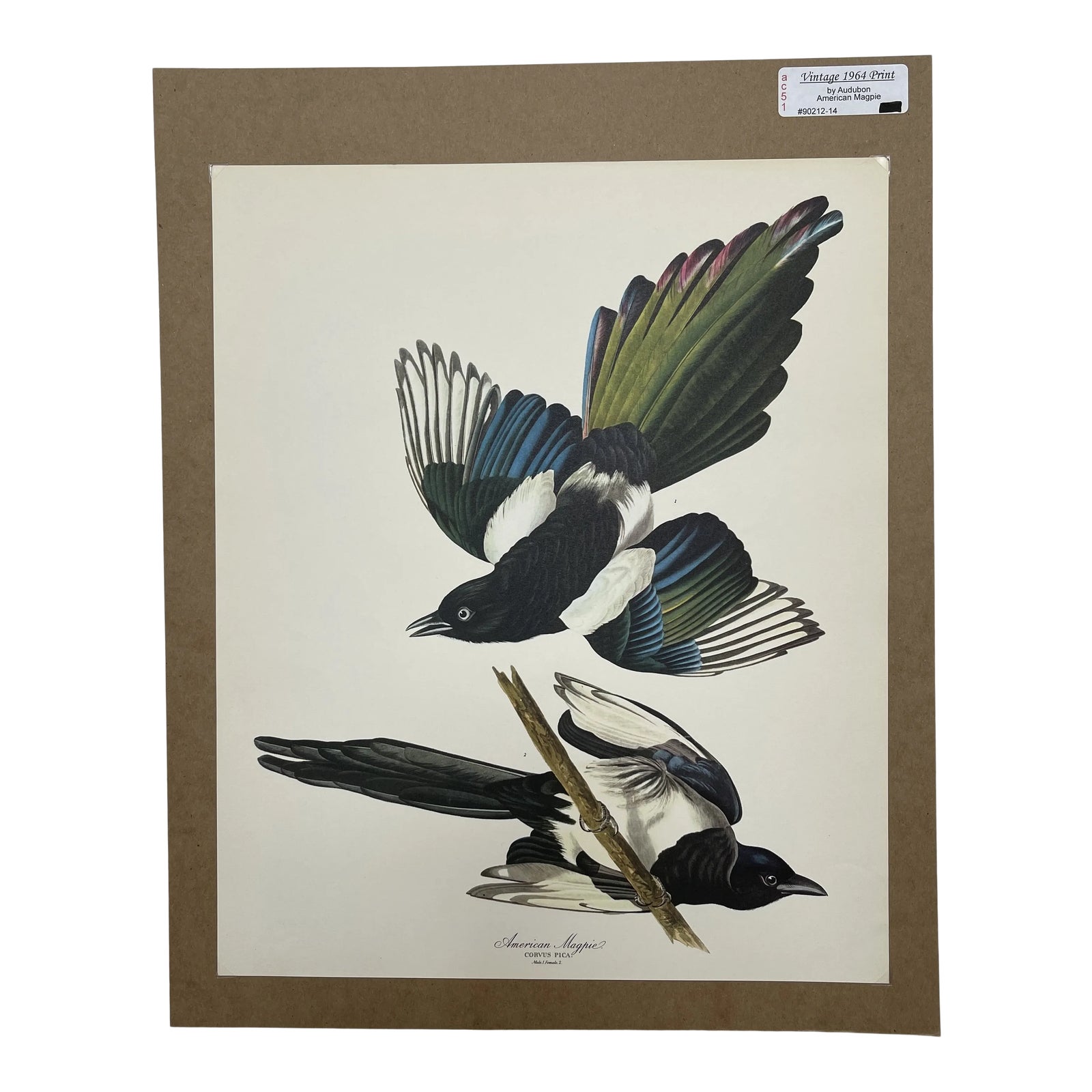 1964 "American Magpie" Bird Print After Audubon | Chairish