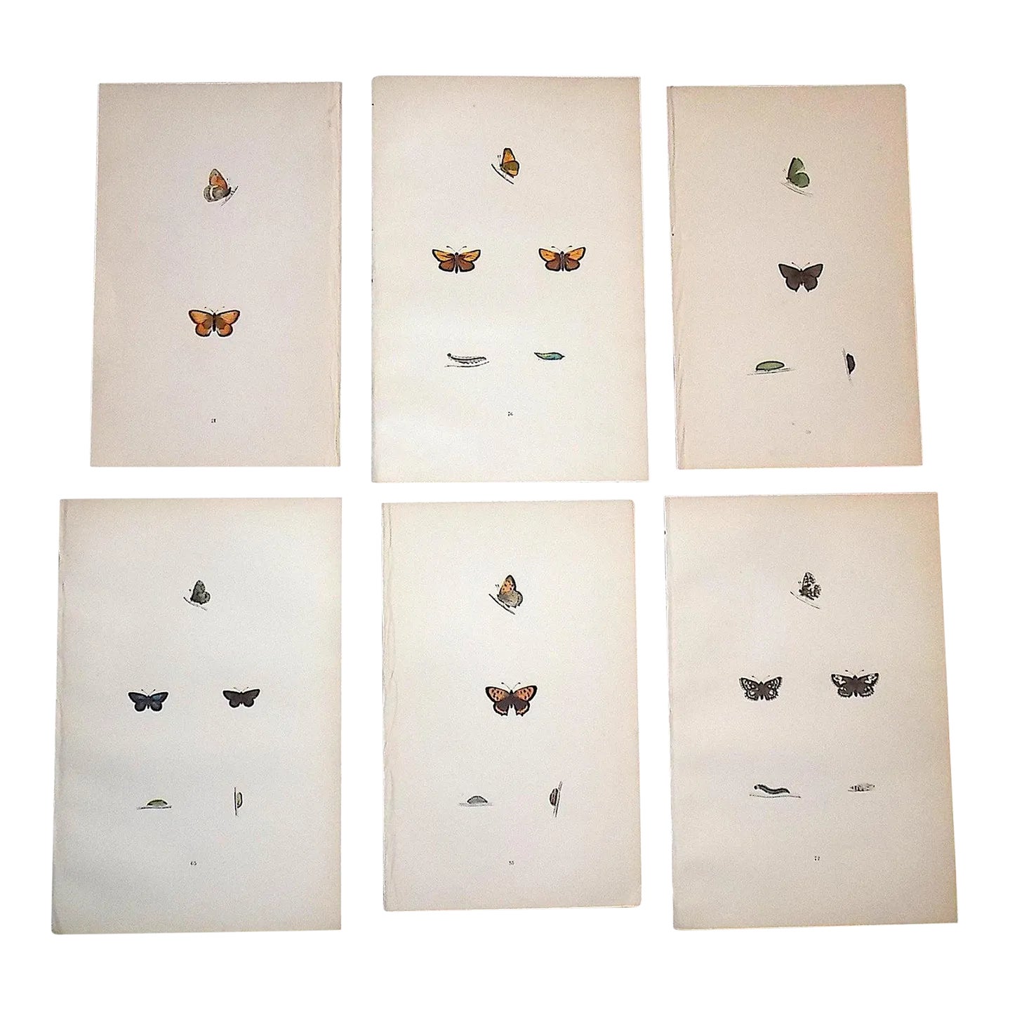 Antique 19th Century Hand Colored Butterfly Lithographs - Set of 6 ...