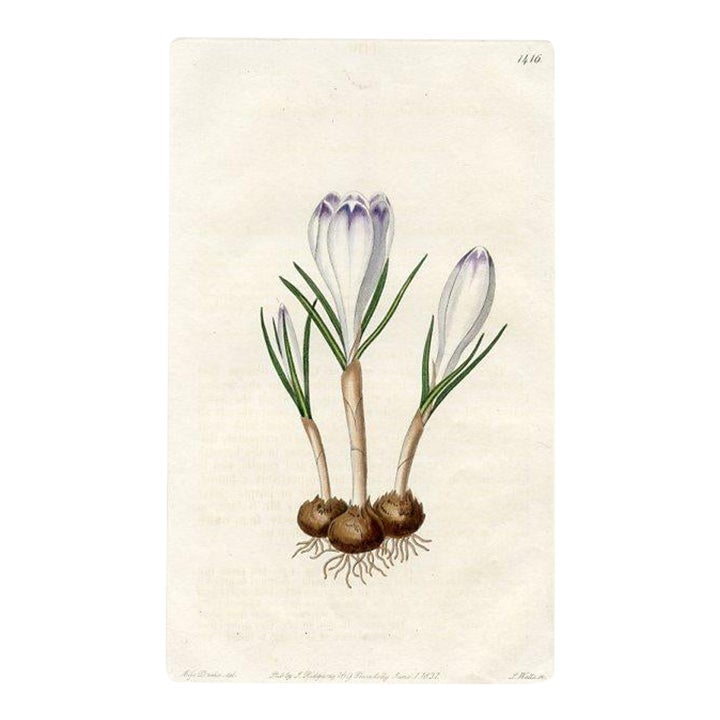 1831, Crocus Botanical Print, the Botanical Register, Original Antique ...