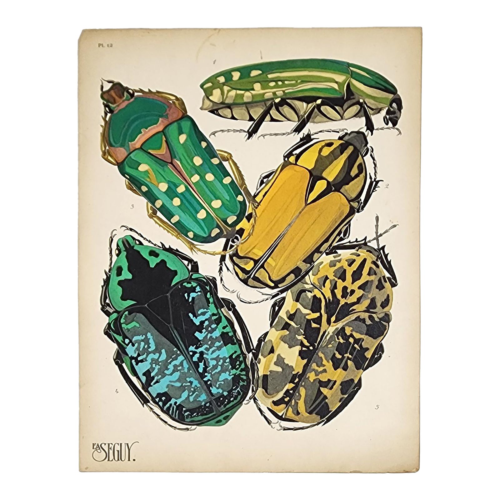 Original Seguy Insect From 1924 Antique Pochoir Plate #12 | Chairish