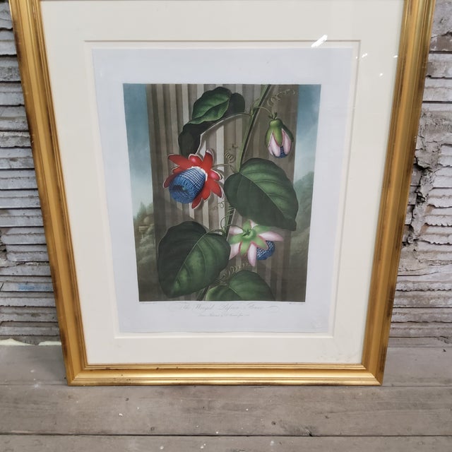 "The Winged Passion Flower" Still Life Print by Dr Robert Thornton ...