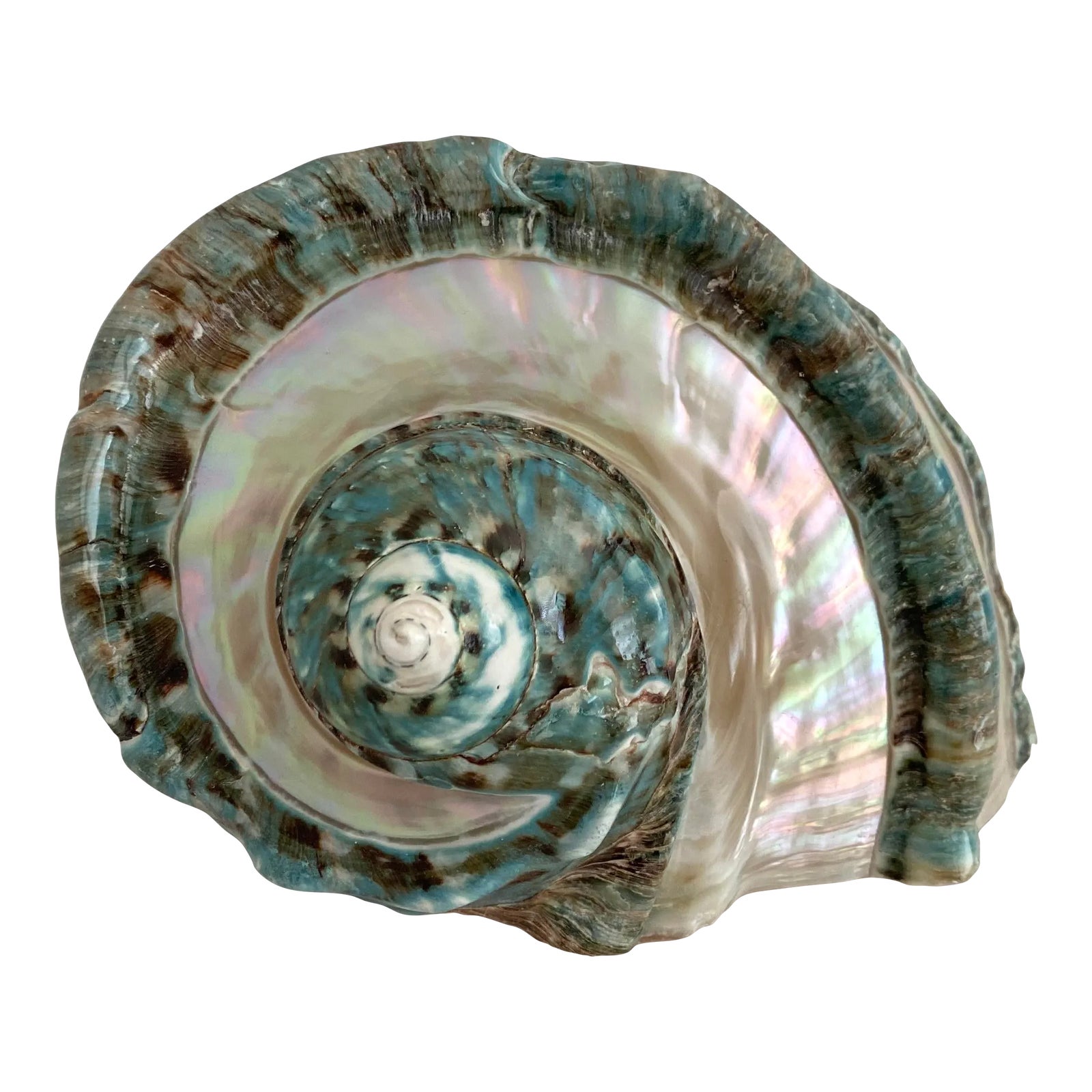Marbled Turbo Marmoratus Shell | Chairish