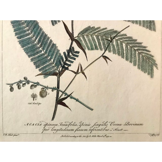 Antique Large Botanical Print Acacia Tree by Phillip Miller London 1755 ...
