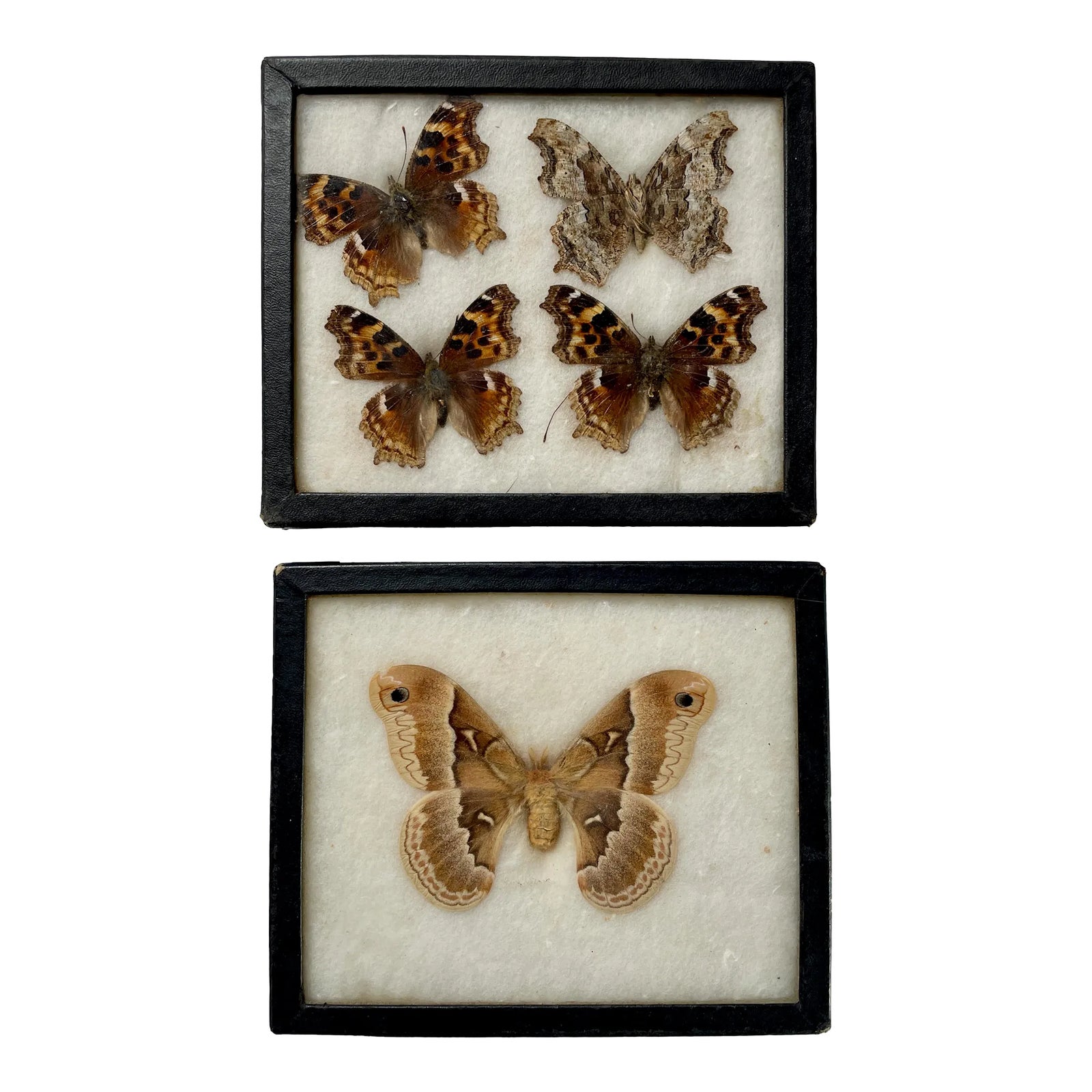 1960s Butterfly Moth Samples in Specimen Boxes- Set of 2 - | Chairish