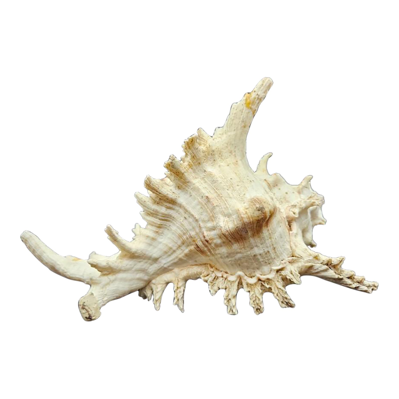 Vintage South Pacific Australian Spiny White W Pink Conch Shell 95 X