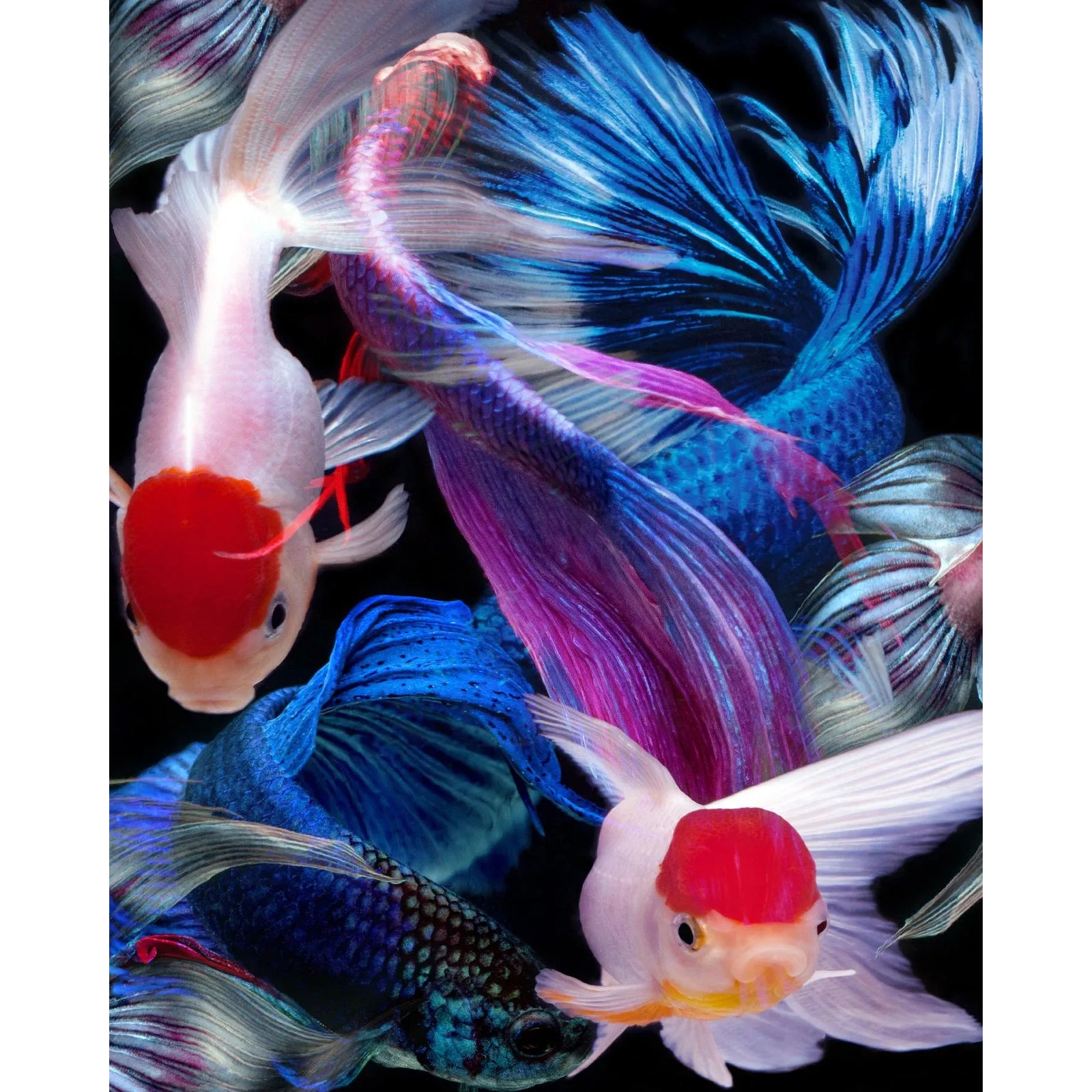 "Betta Collage 52" Contemporary Photograph of a Fish | Chairish