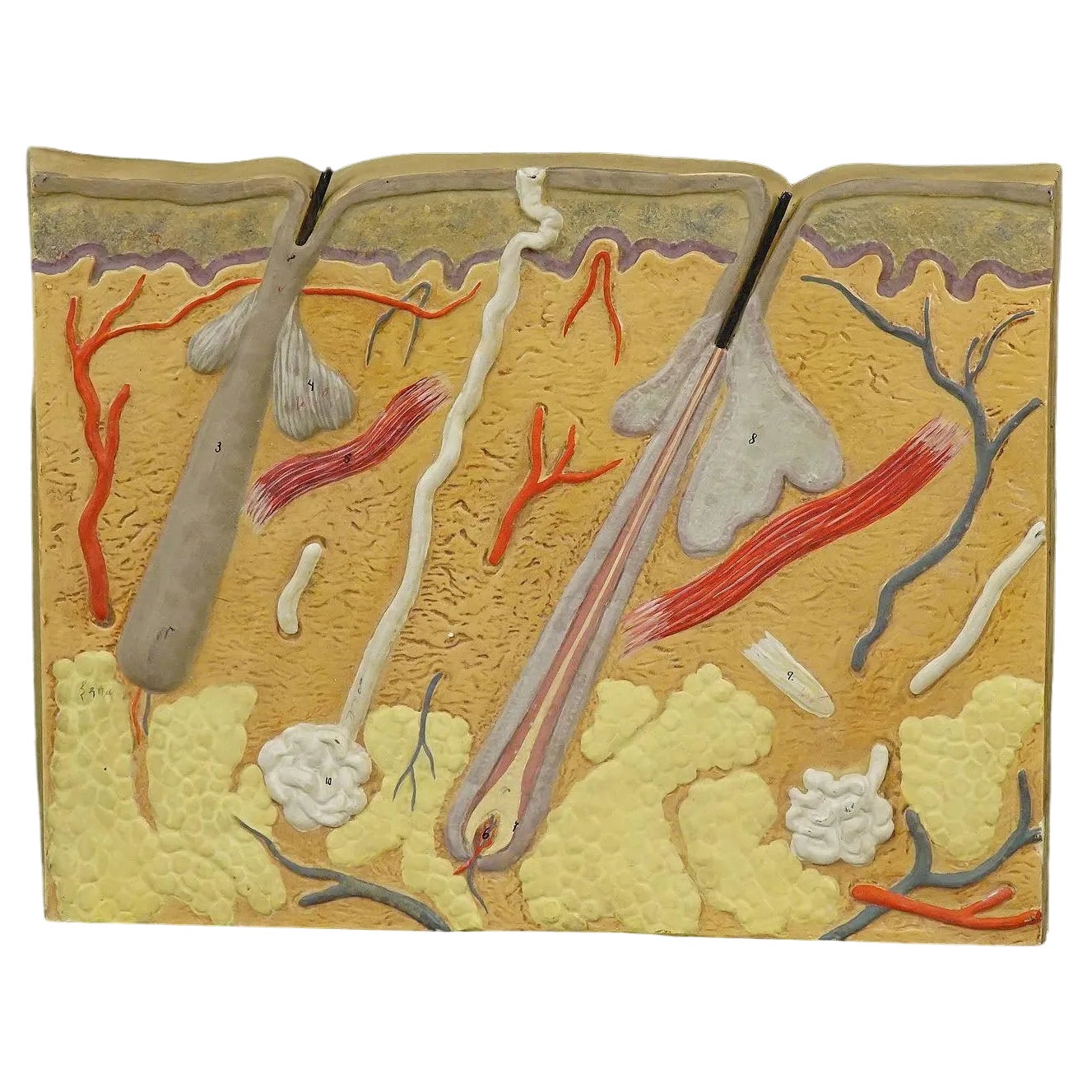 Teaching Aid-Structure of the Human Skin Plaster on Wood, 1920s | Chairish