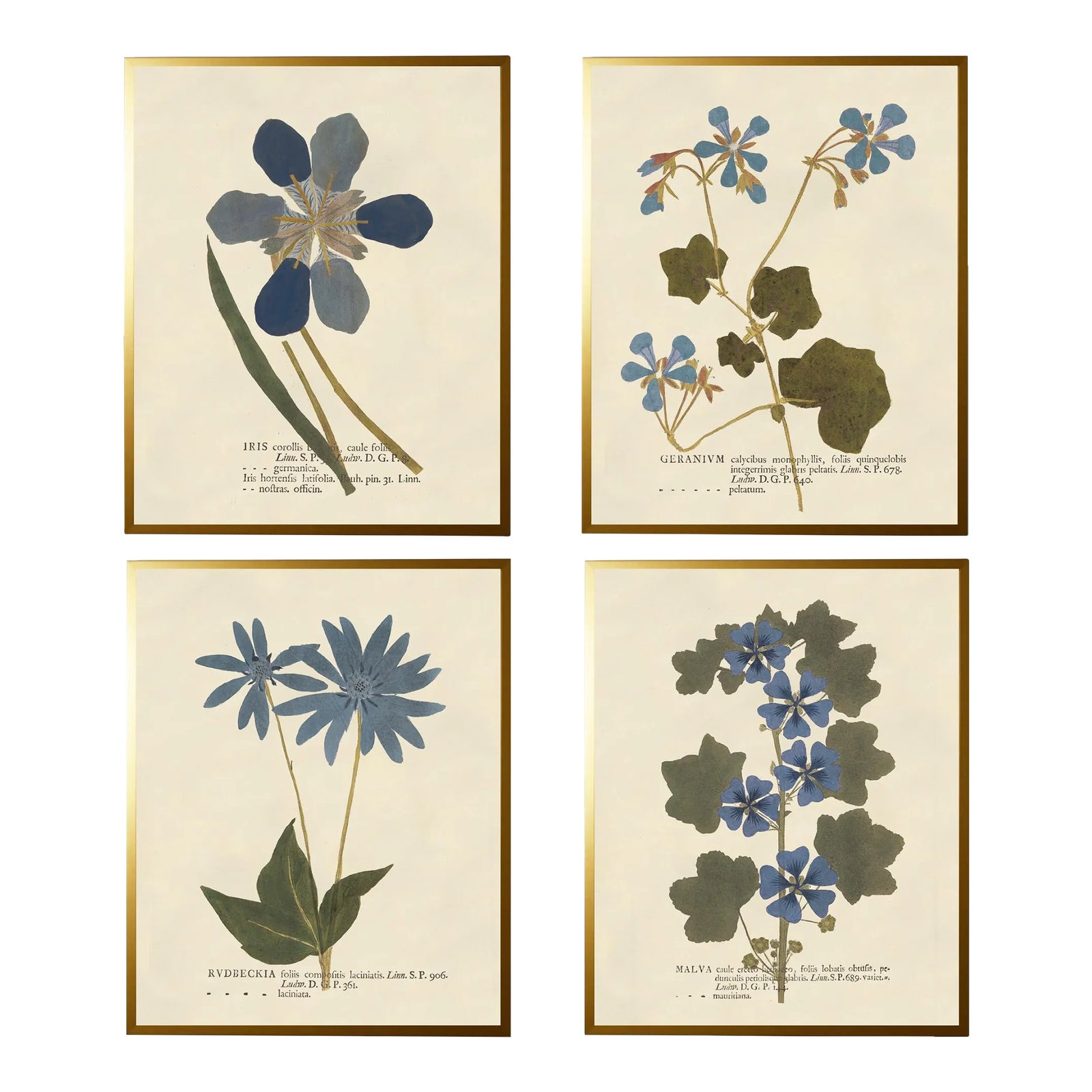 Blue Pressed Flowers Prints in Gold Shadowbox - 19" x 25", Set of 4 ...