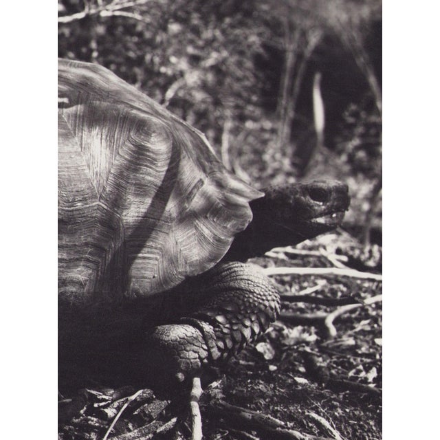 Hanna Seidel, Galápagos Turtle, Black and White Photograph, 1960s ...