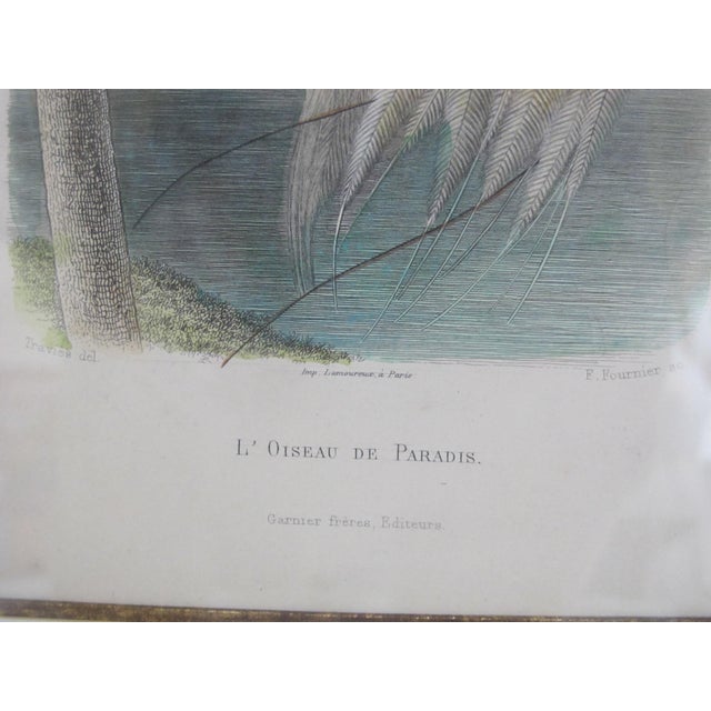 Garnier Freres 1879 Fournier Framed Hand Colored Trio Bird Engraving ...