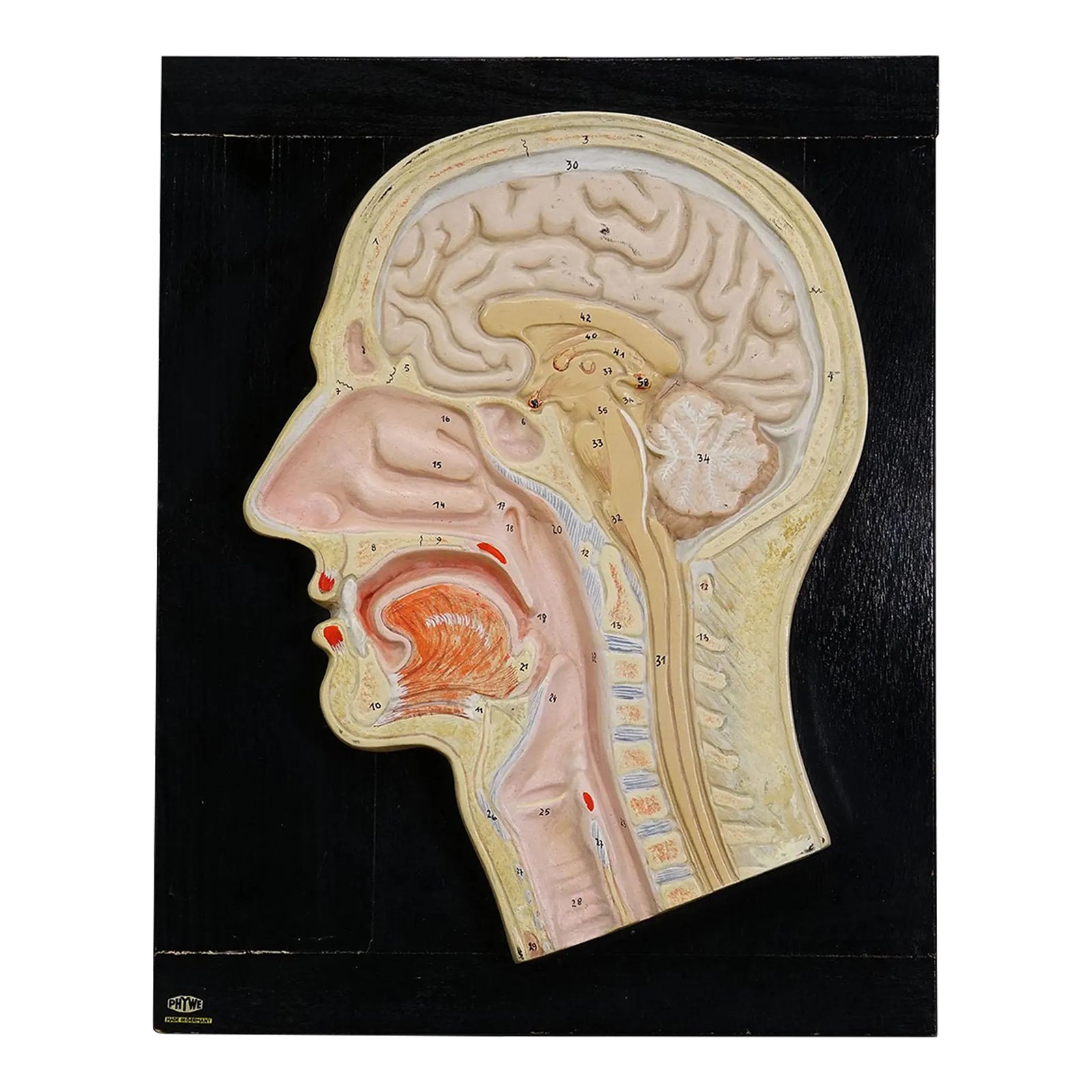 Median Incision of the Human Head Model by Phywe 1930s | Chairish