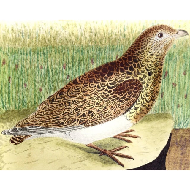 A Falkland Island Quail: An 18th Century Hand-Colored Engraving by ...