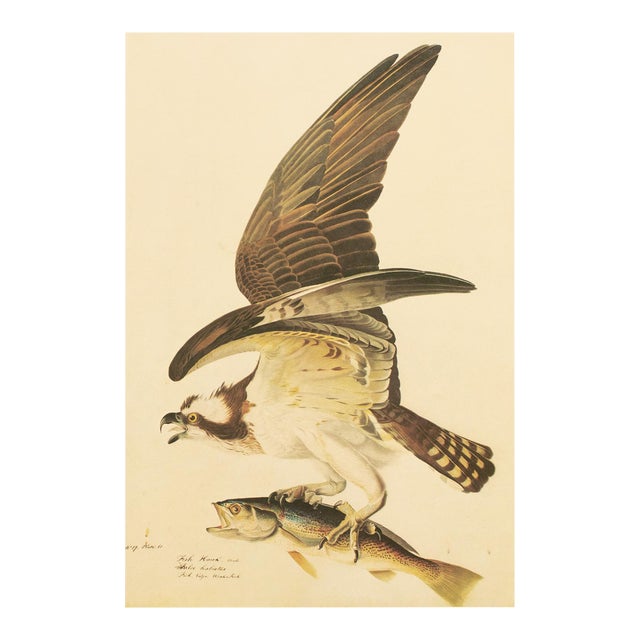 Fish Hawk by Audubon, 1966 Full-Color Reproduction Print | Chairish