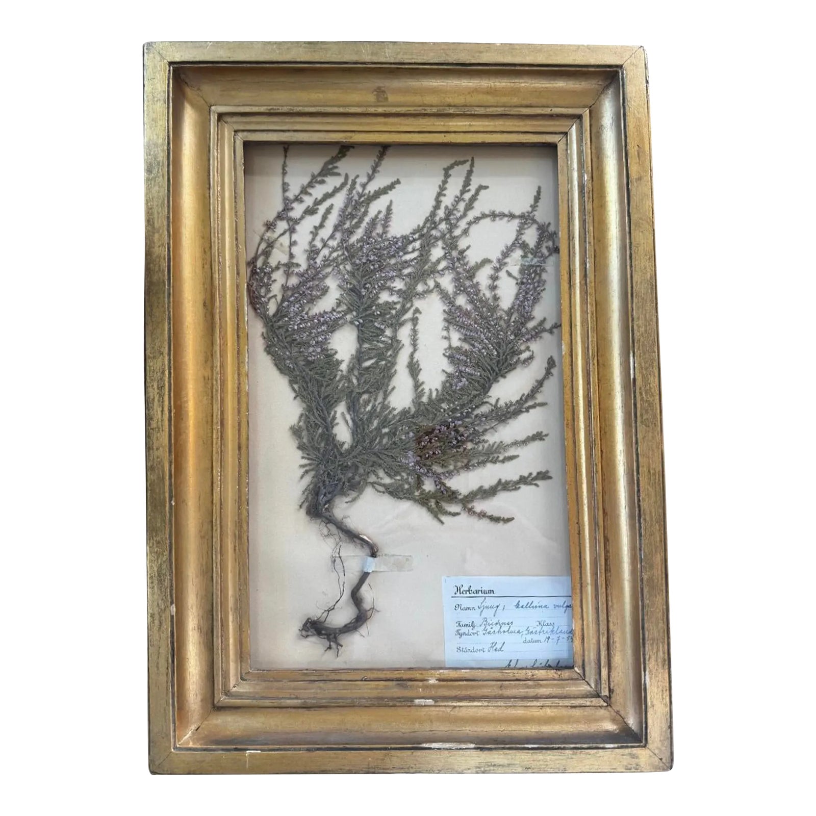 1954 Swedish Heather Botanical Herbarium With Maker Notes, Framed ...