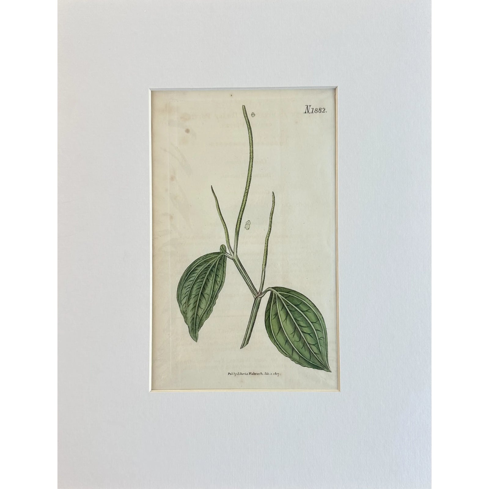 Original Hand Colored Curtis Dwarf Pointed Leaved Pepper Botanical ...