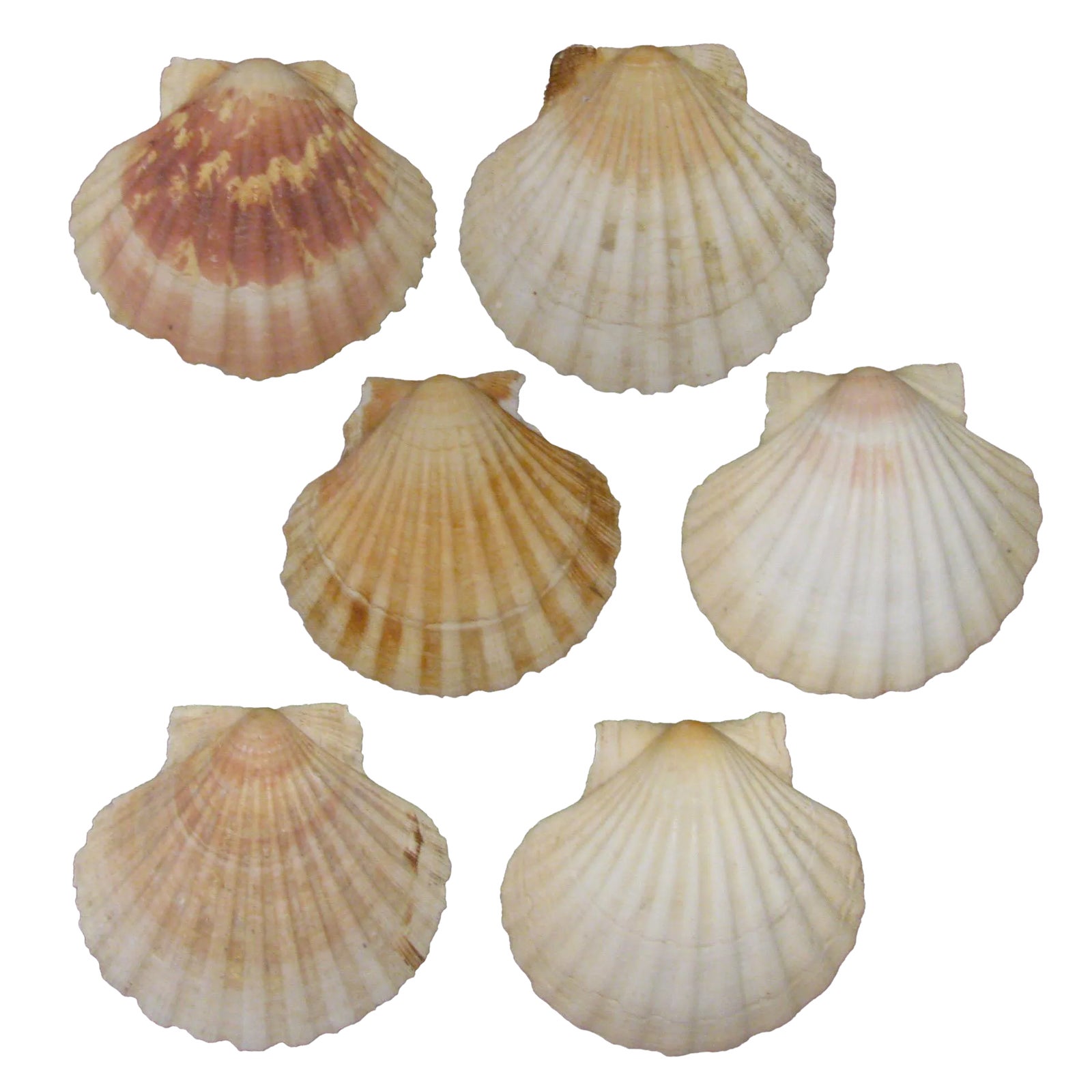 French Mediterranean Scallop Shells - Set of 6 | Chairish
