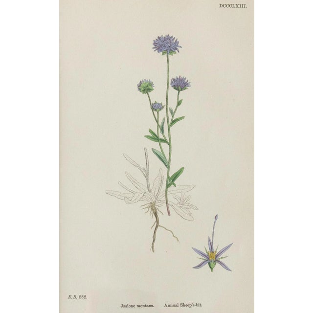 Custom Framed Botanical Engravings From "Sowerby's English Botany ...