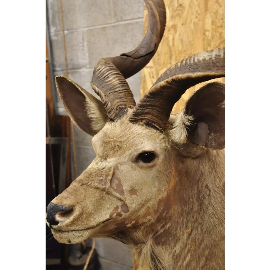 kudu head mount