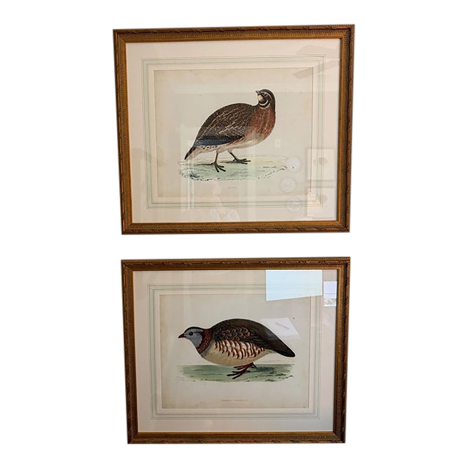 Chelsea House Giclée Prints – Pair – Barbary Partridge & Quail Birds ...
