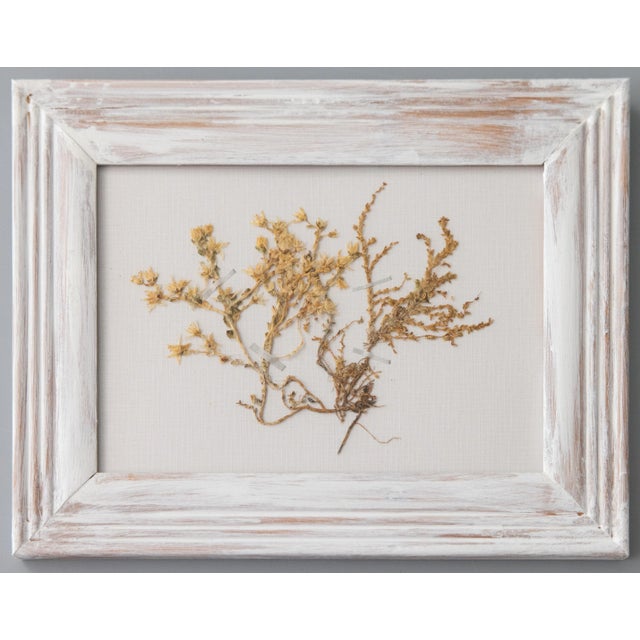 Custom Framed White Washed Scandinavian Herbarium Gallery, Circa 1920 - Set of 9 | Chairish