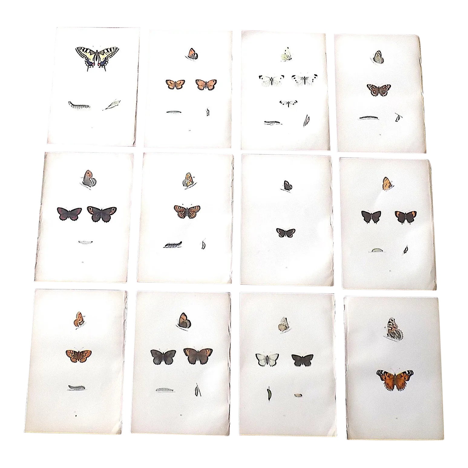Antique 19th Century Hand Colored Butterfly Lithographs - Set of 12 ...