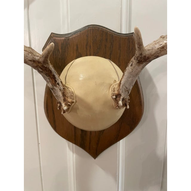 Mid 20th Century 8 Point Deer Antler Mount | Chairish
