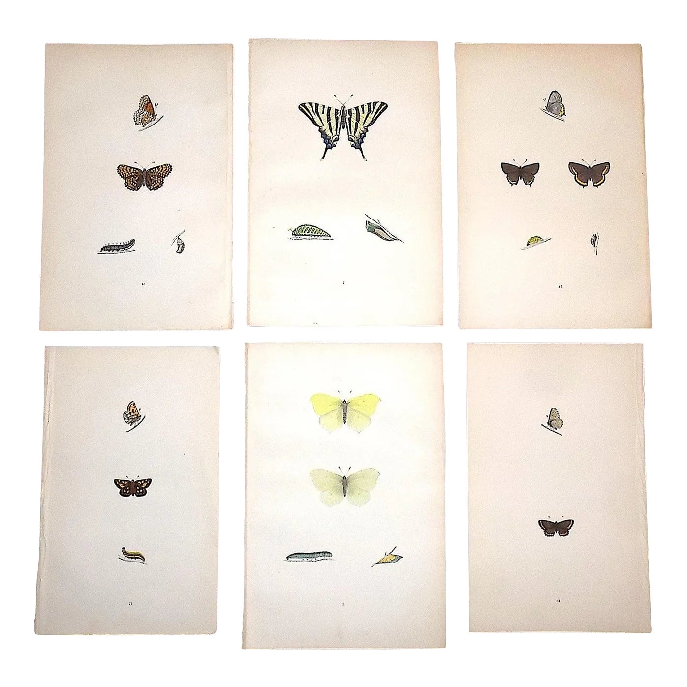 Antique 19th Century Hand Colored Butterfly Lithographs - Set of 6 ...