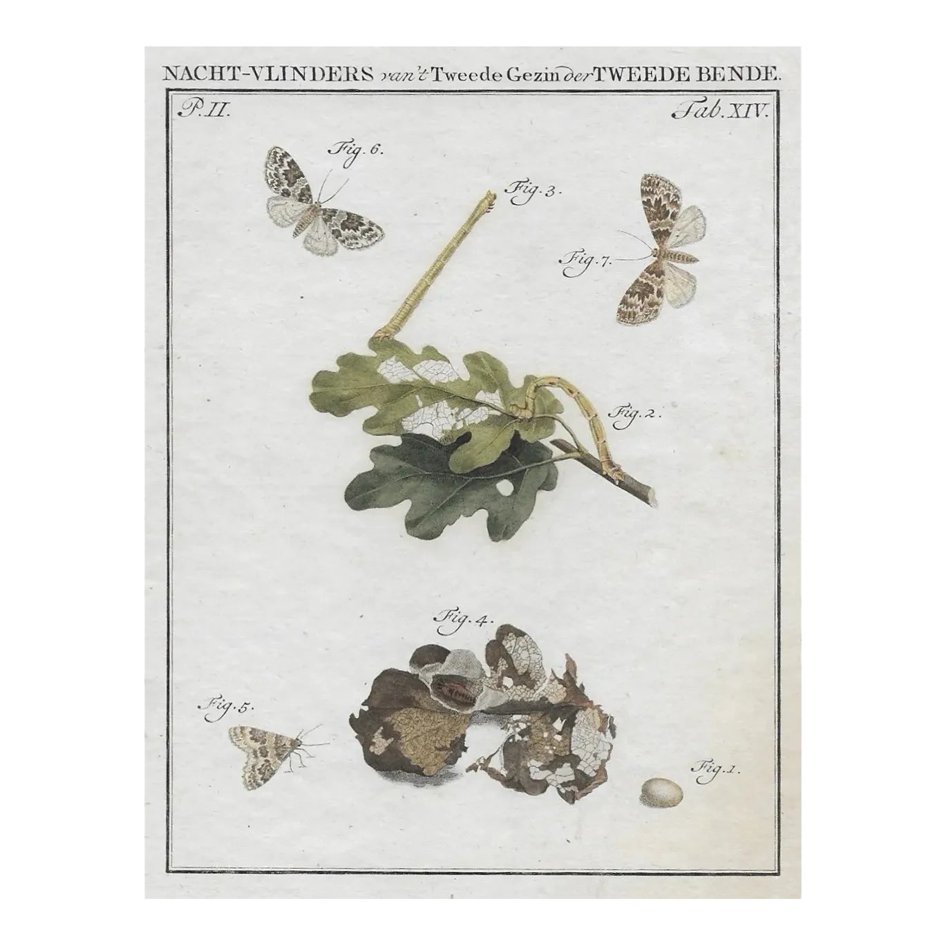 1762 Antique Dutch Moth Engraving | Chairish