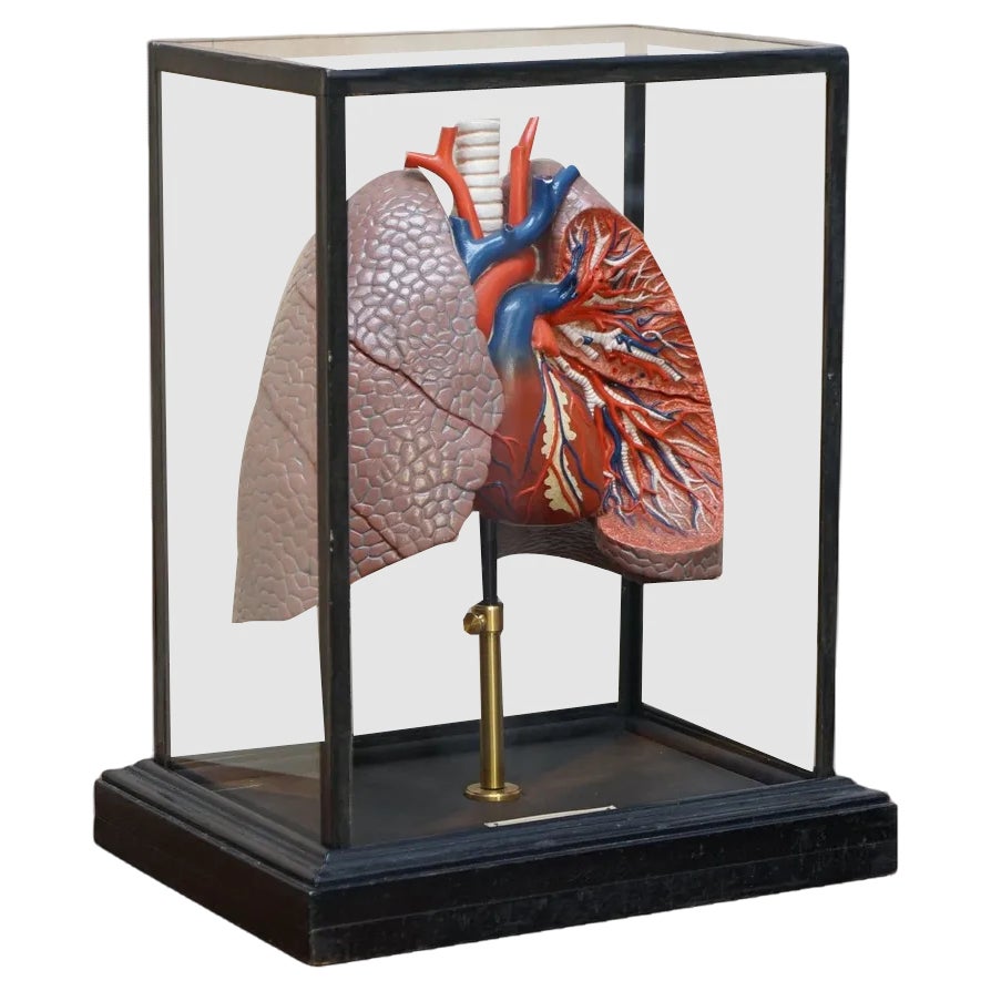 Vintage Anatomical Model of Human Lungs in Display Case | Chairish