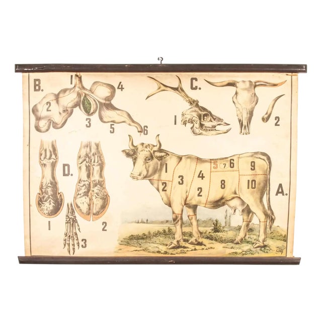 Vintage Educational Butchering Chart | Chairish