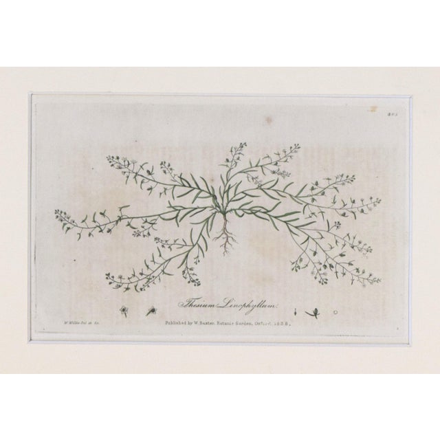 19th Century Antique English Hand Colored Botanical Print by William ...