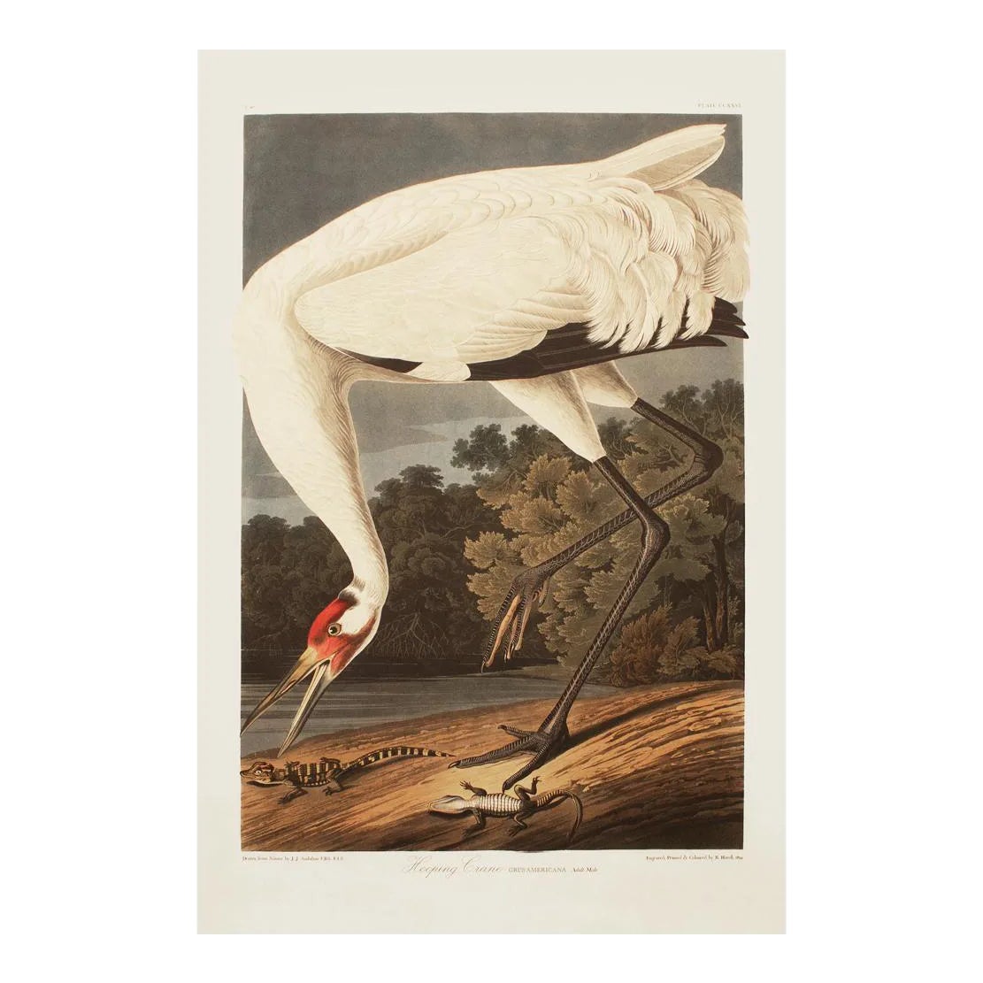 1990s Whooping Crane After Audubon, Large Cottage Print | Chairish