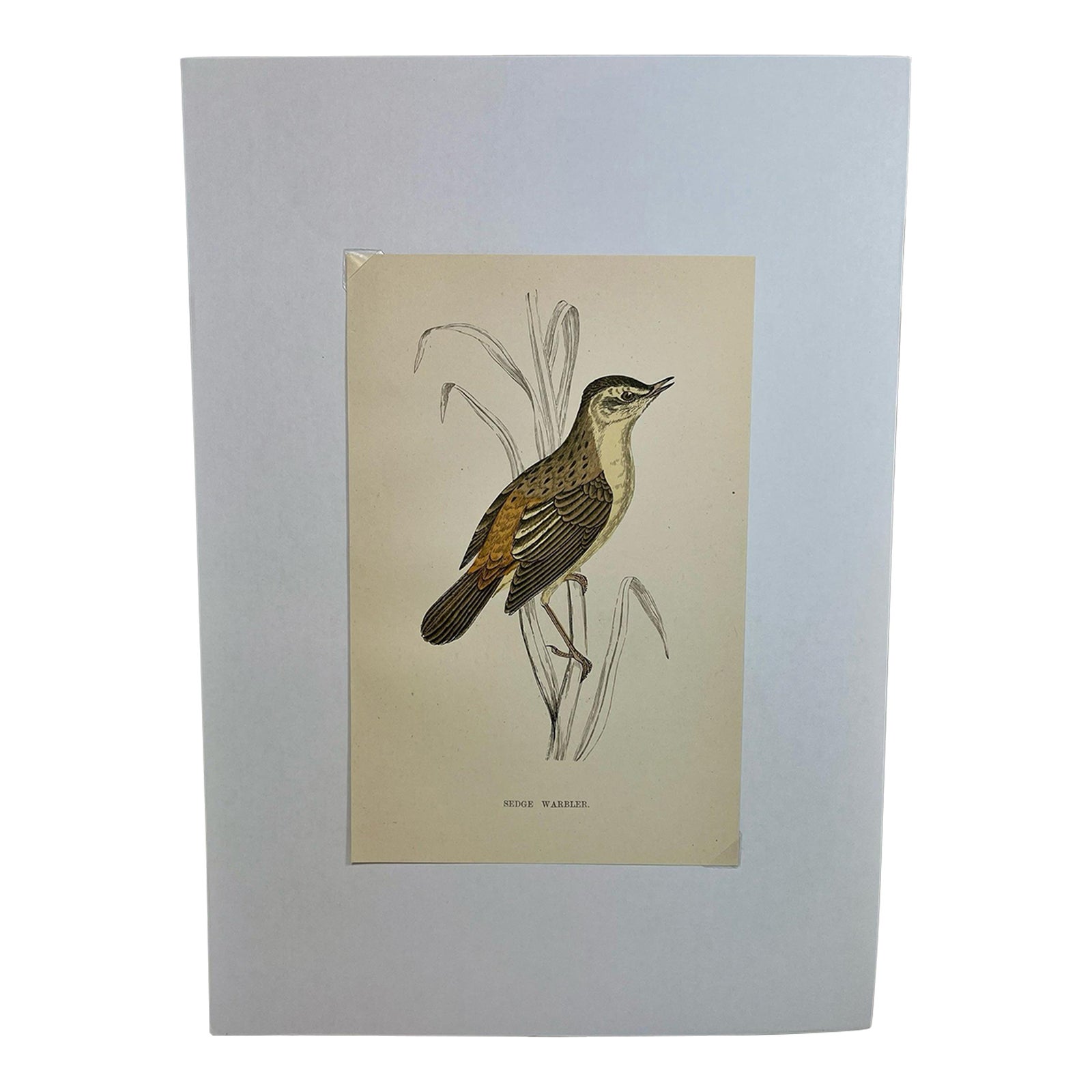 Antique Hand Tinted Bird Print From England Featuring a Brown & Tan ...