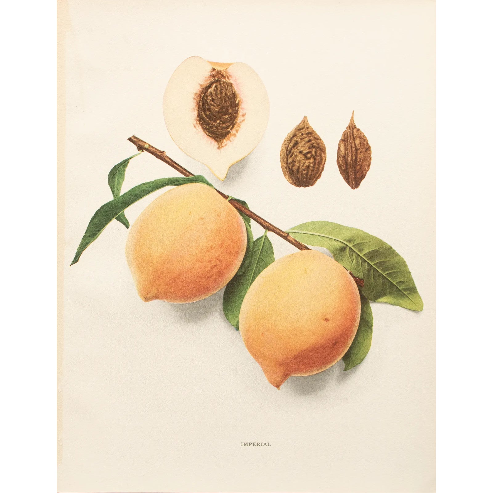 1900s U. P. Hedrick, Original Antique Photogravure of Imperial Peaches ...