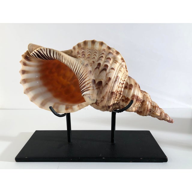 Trio Collection of Large Vintage Seashells on Iron Metal Displays ...