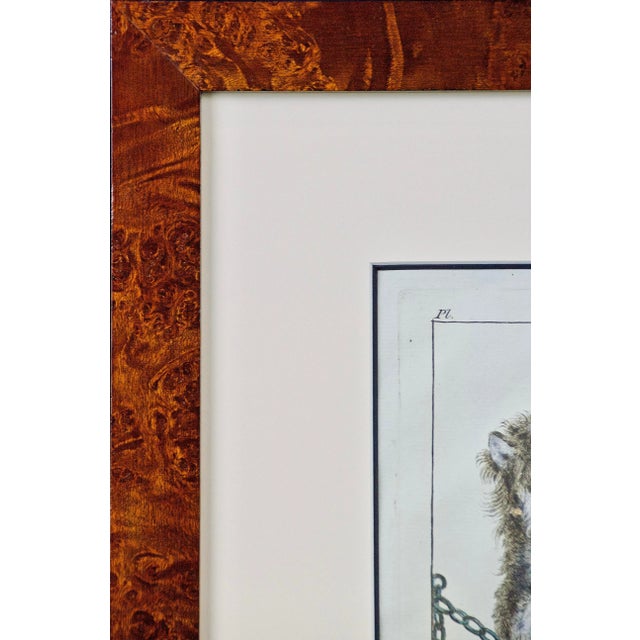 18th Century Hand Colored Engraving of a Camel From Pennant's " British ...